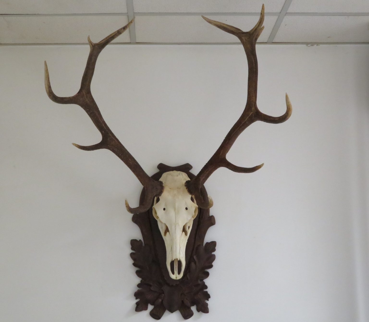 Trofeo cervo con scudo in legno - Di Bon e Centazzo