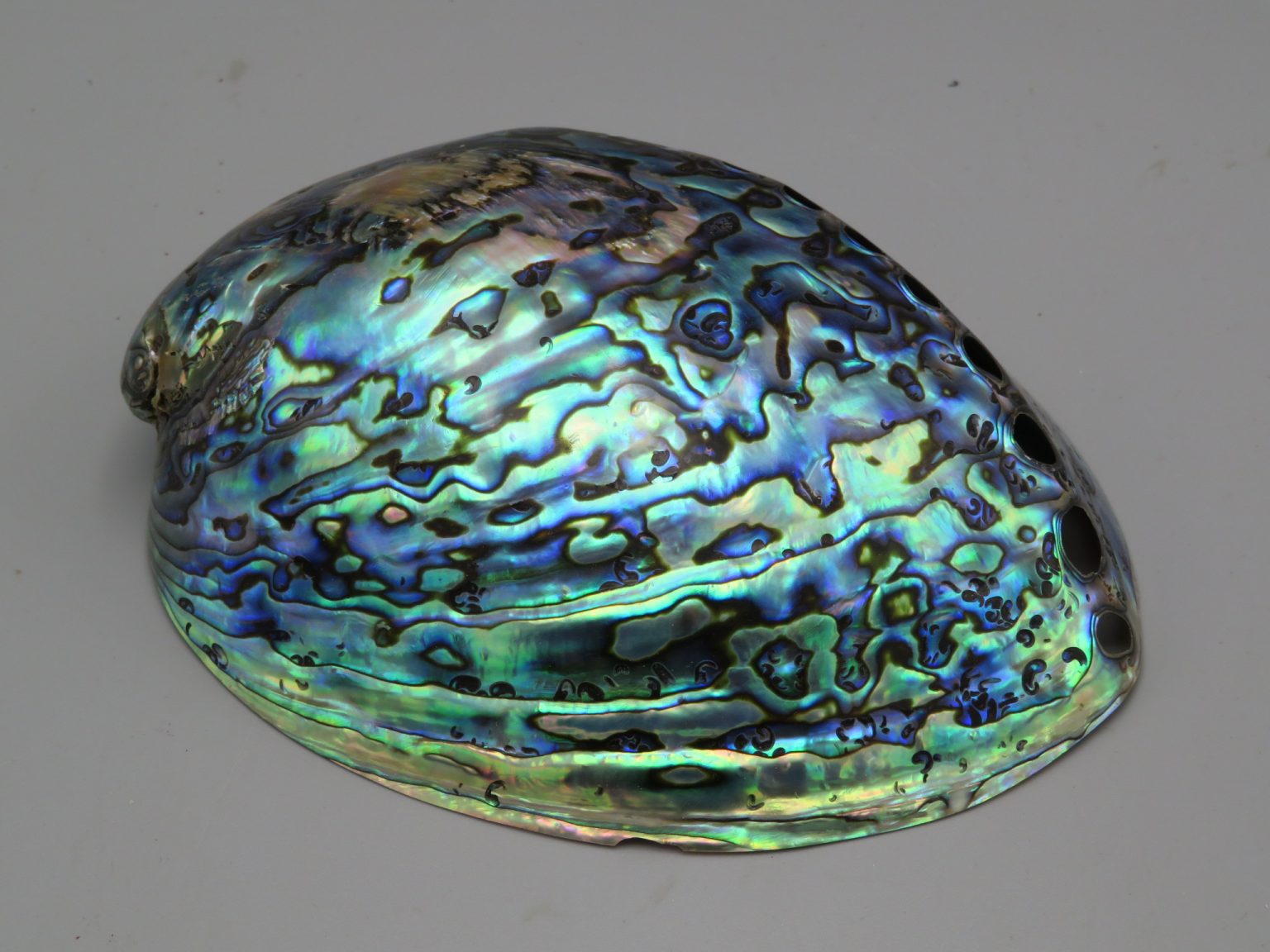 Abalone (Haliotis Iris) - Di Bon e Centazzo